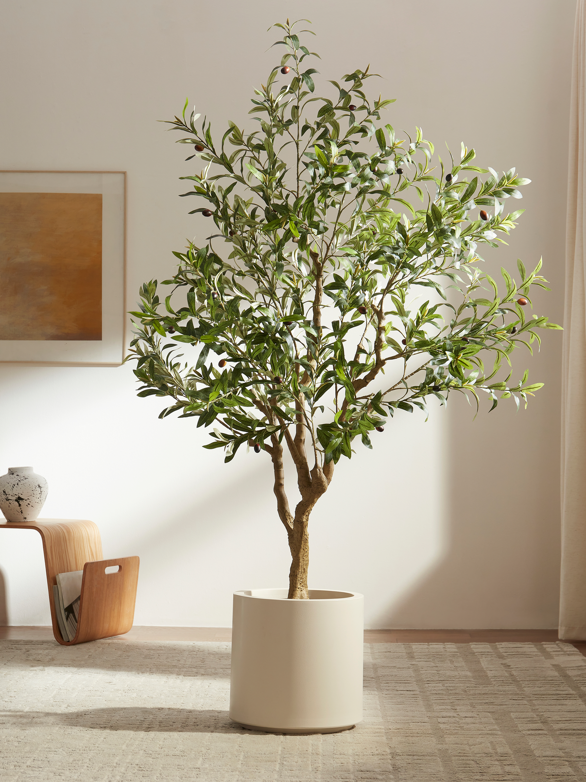 Tuscan Olive – Rootless Plants