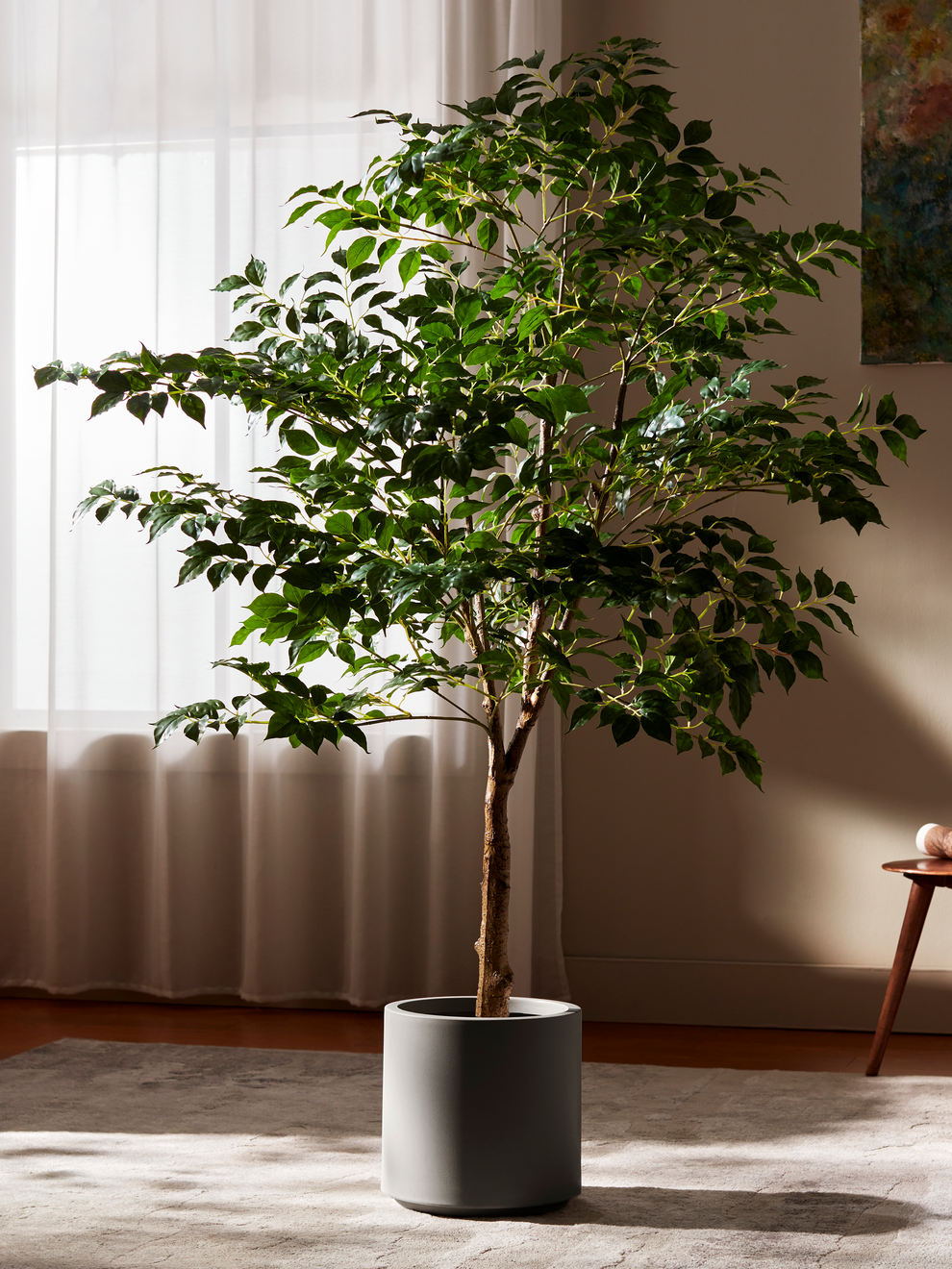 Banyan Estate – Rootless Plants
