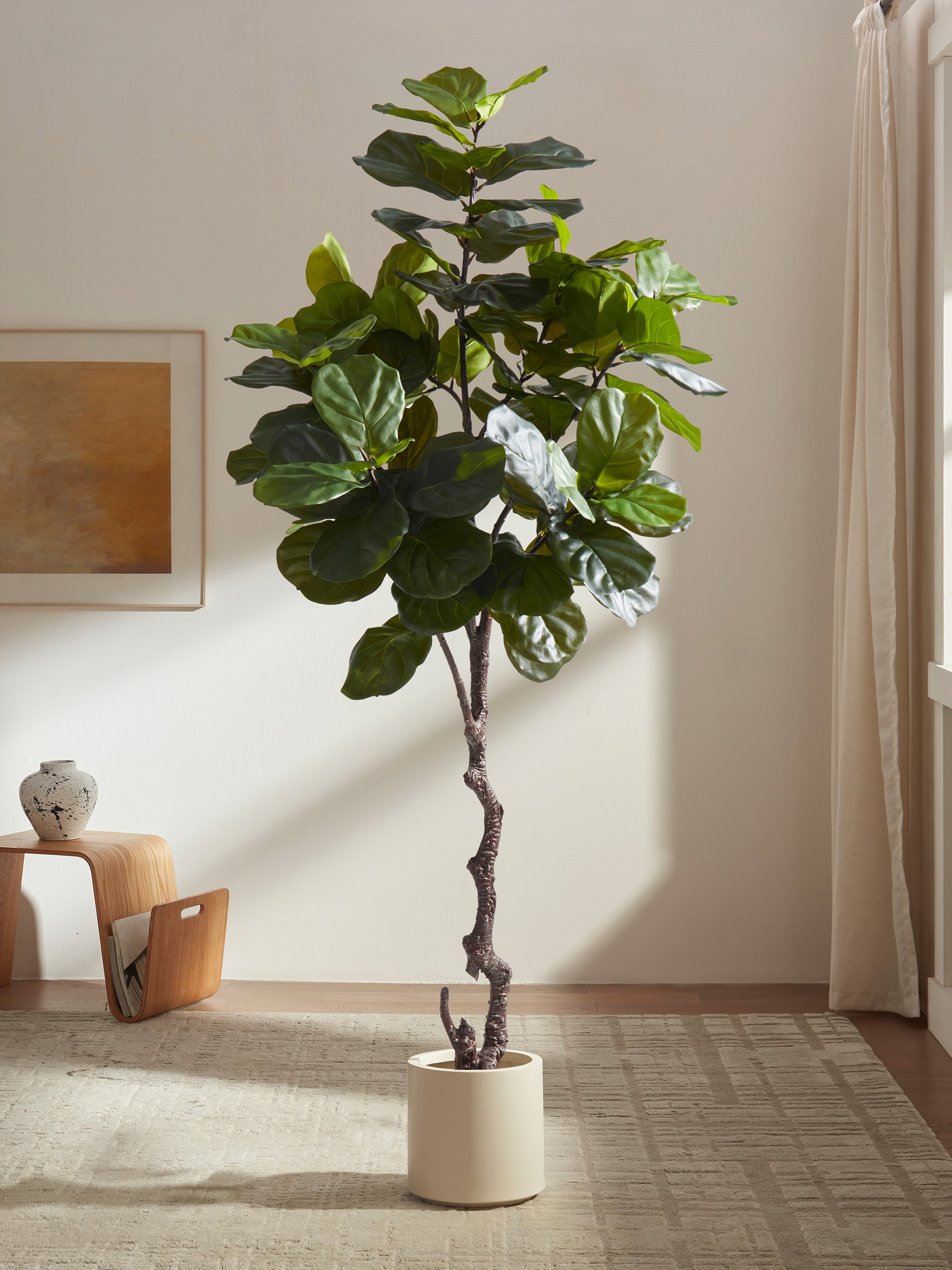 Iconic Ficus Fiddle – Rootless Plants