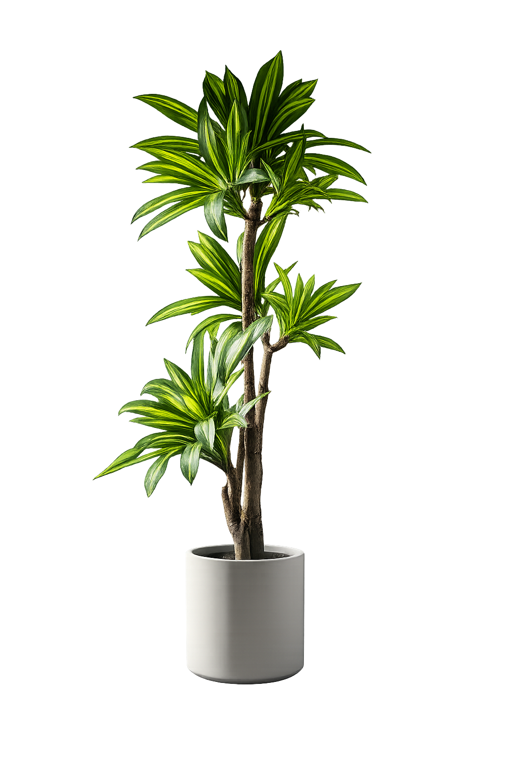 Amazon Ironwood – Rootless Plants